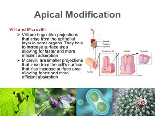 Lesson 4 Cell Modifications | PDF
