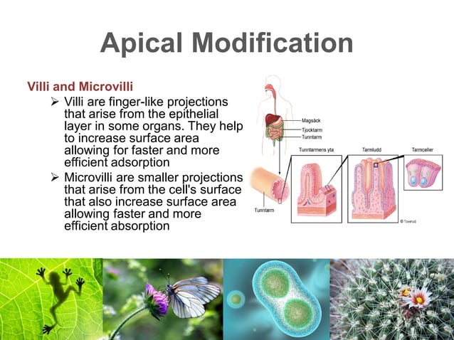 Lesson 4 Cell Modifications | PDF | Biological Sciences | Science