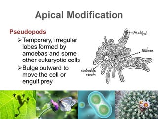 Lesson 4 Cell Modifications | PDF