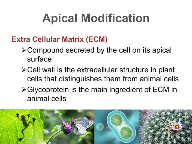Lesson 4 Cell Modifications | PDF | Biological Sciences | Science