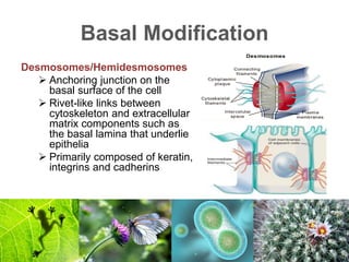 Lesson 4 Cell Modifications | PDF