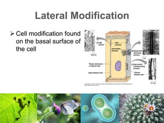 Lesson 4 Cell Modifications | PDF