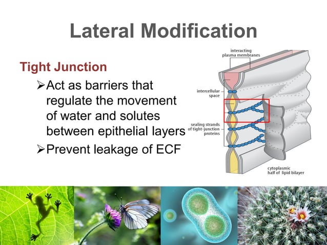 Lesson 4 Cell Modifications | PDF | Biological Sciences | Science