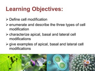 Lesson 4 Cell Modifications | PDF