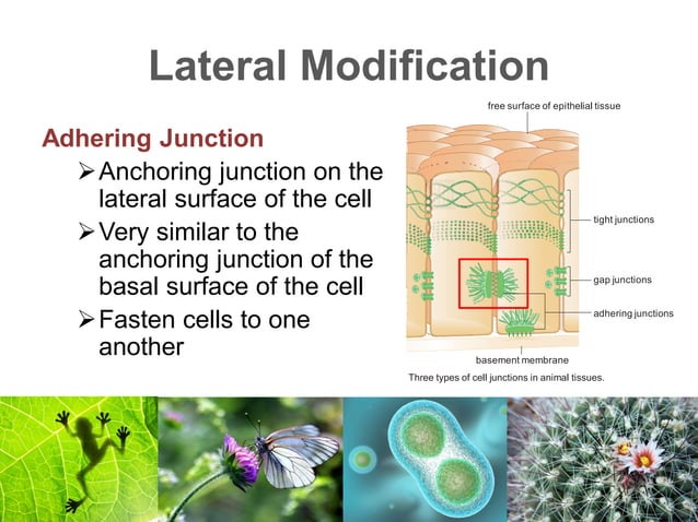 Lesson 4 Cell Modifications | PDF | Biological Sciences | Science