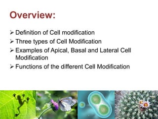 Lesson 4 Cell Modifications | PDF