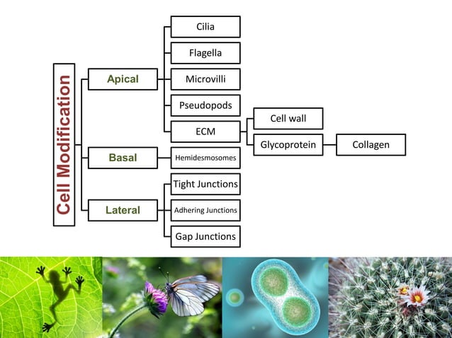 Lesson 4 Cell Modifications | PDF | Biological Sciences | Science