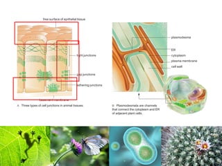 Lesson 4 Cell Modifications | PDF