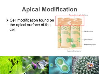 Lesson 4 Cell Modifications | PDF | Biological Sciences | Science
