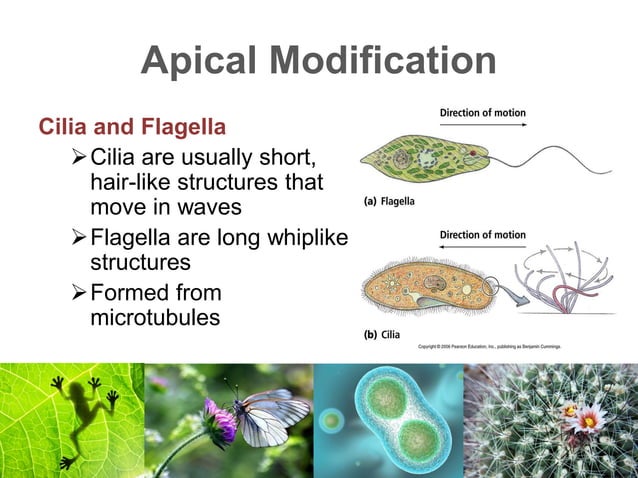 Lesson 4 Cell Modifications | PDF | Biological Sciences | Science