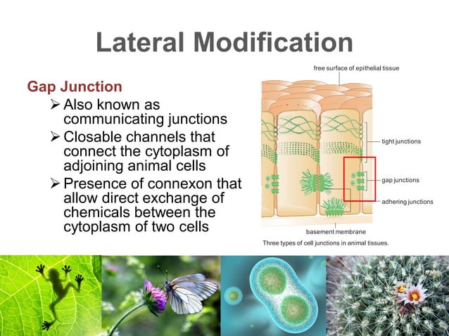 Lesson 4 Cell Modifications
