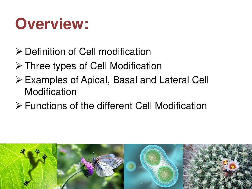Lesson 4 Cell Modifications