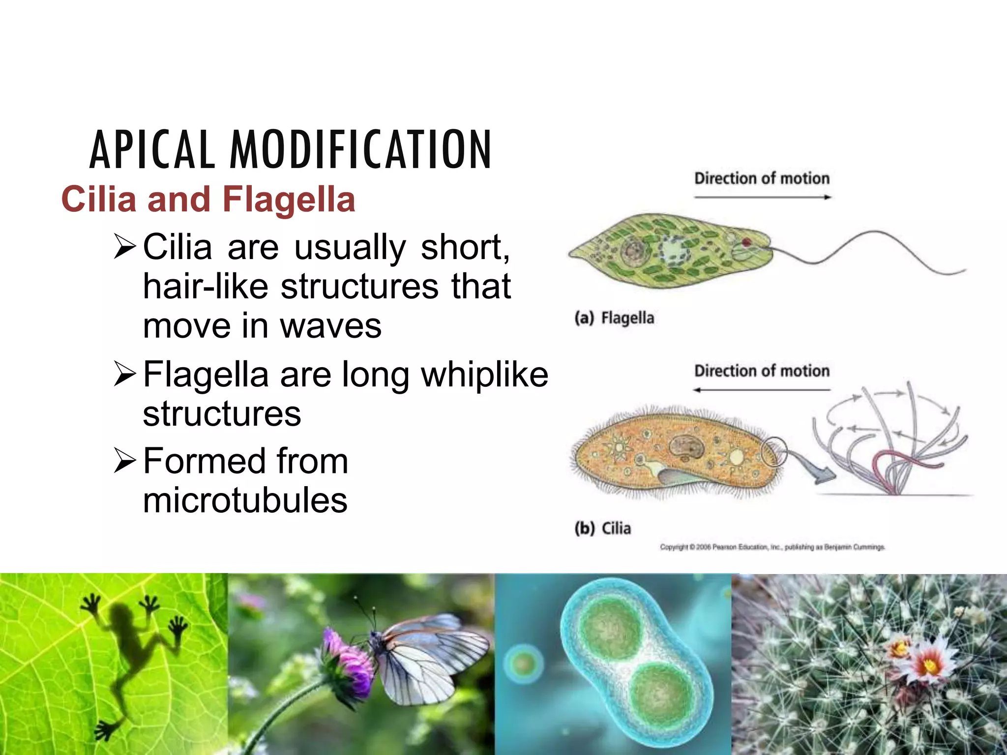 Lesson4 cell modifications | PPTX