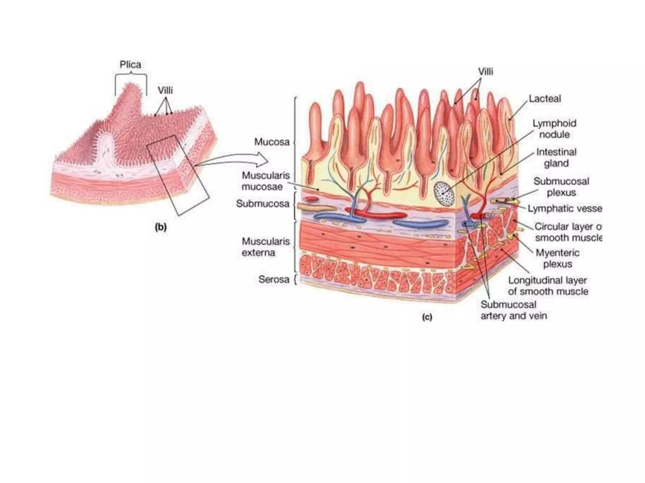 Lesson4 cell modifications | PPTX