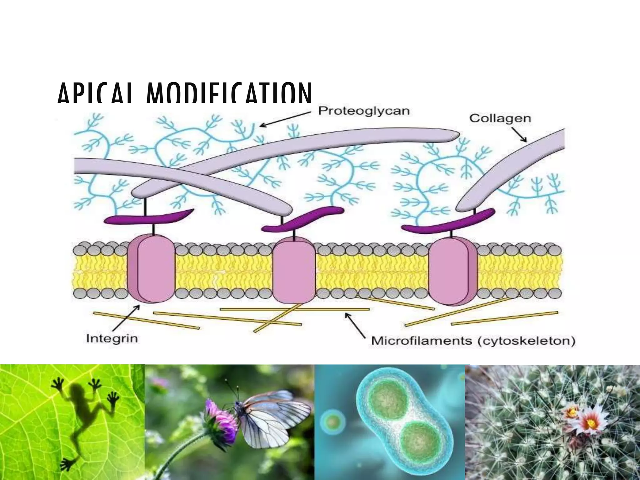 Lesson4 cell modifications | PPTX