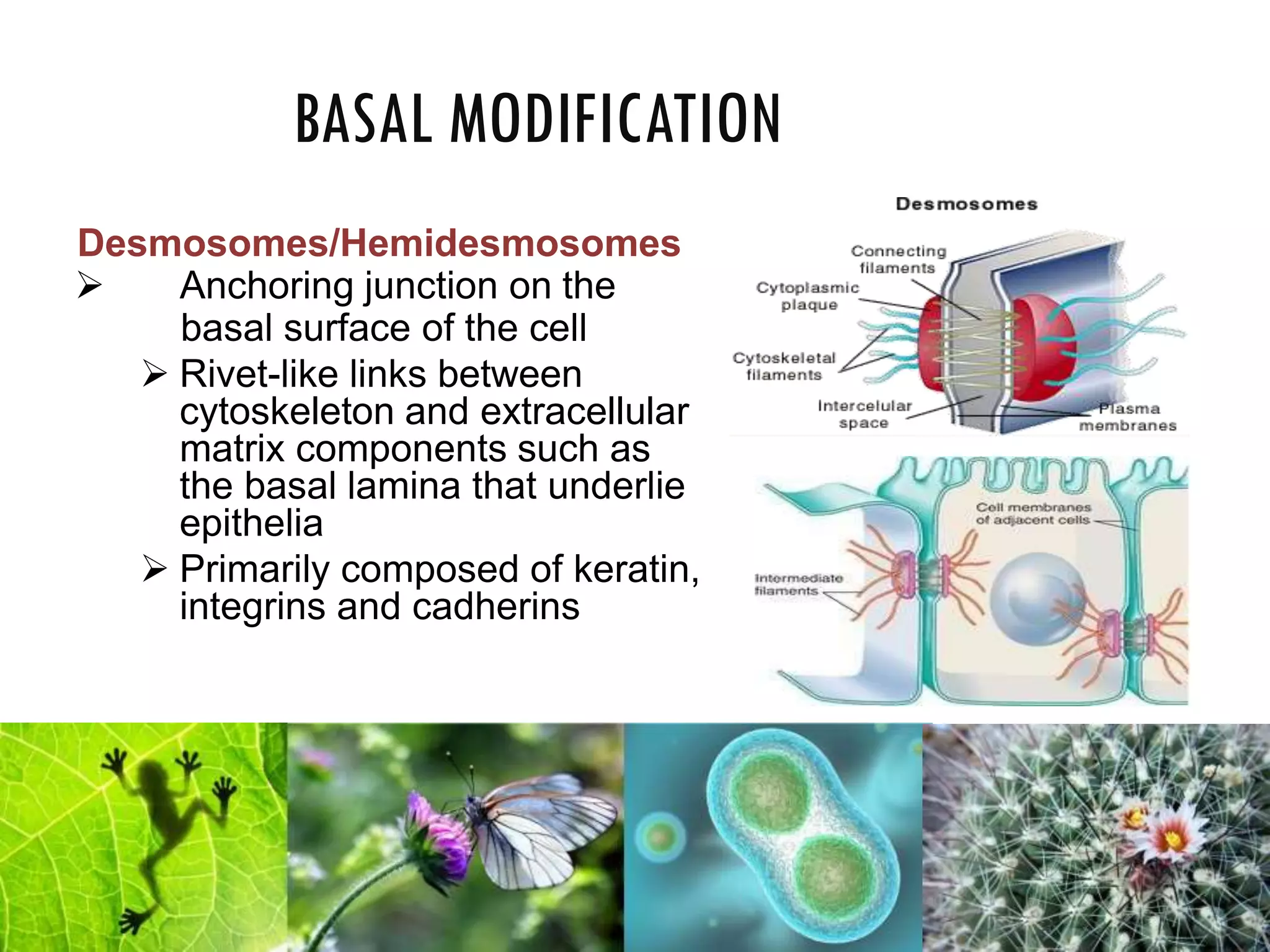 Lesson4 cell modifications | PPTX