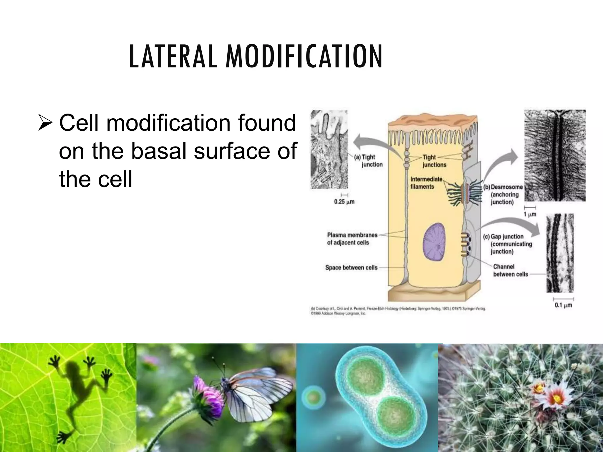 Lesson4 cell modifications | PPTX