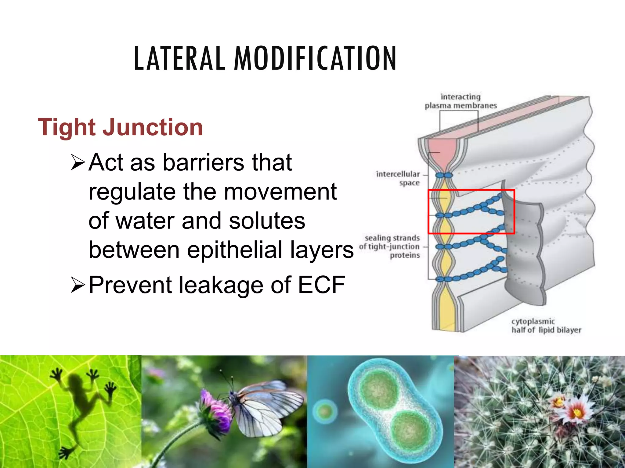Lesson4 cell modifications | PPTX