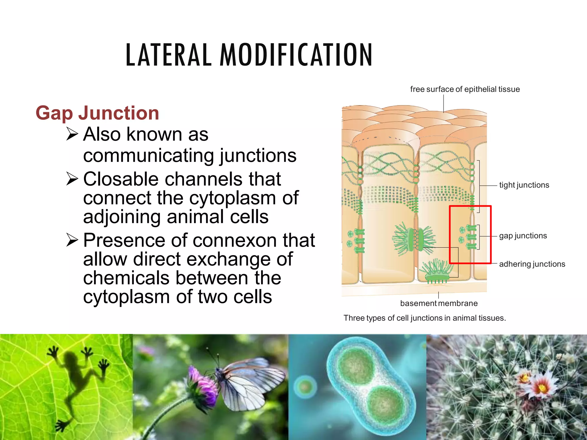 Lesson4 cell modifications | PPTX