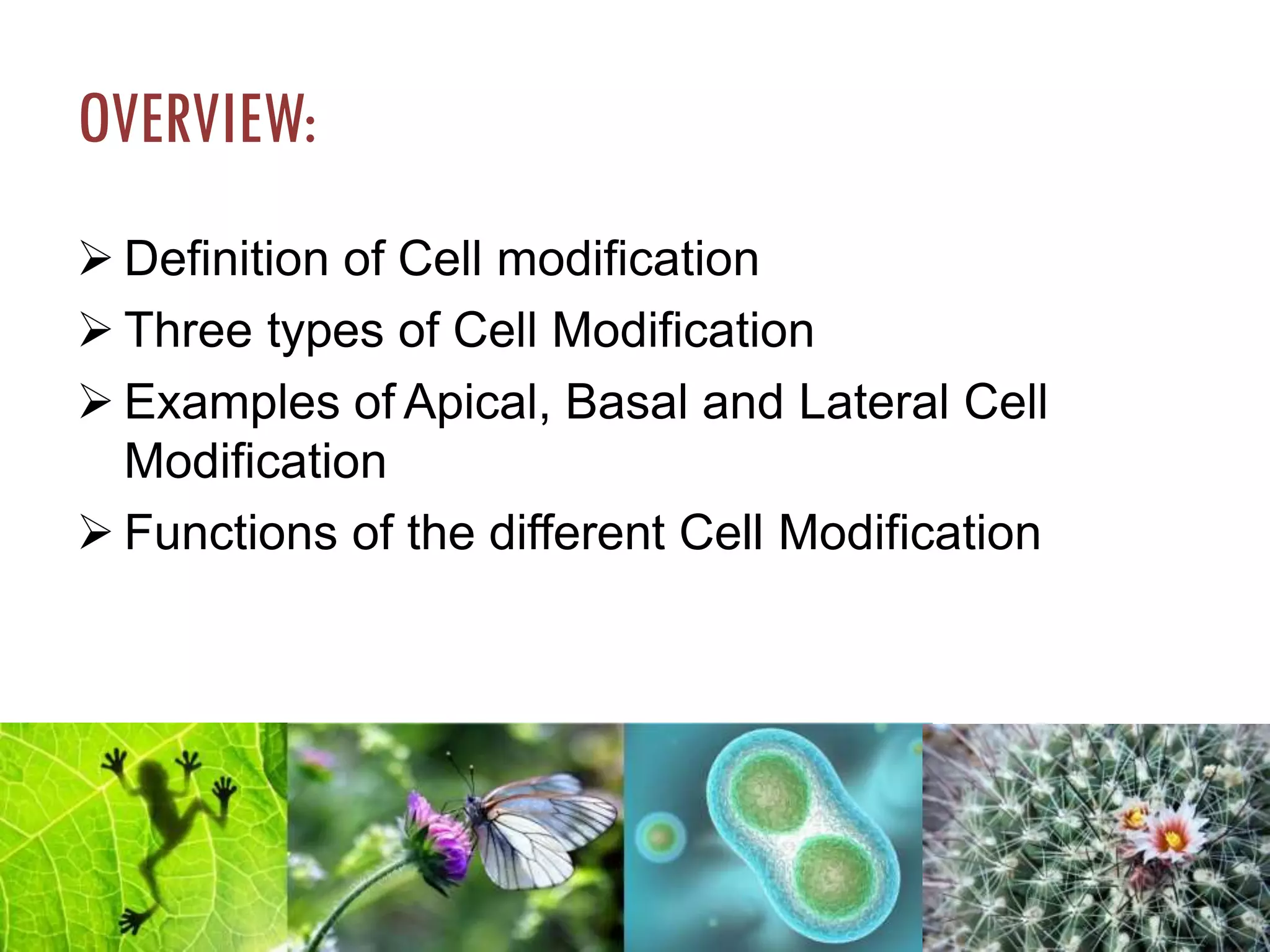 Lesson4 cell modifications | PPTX