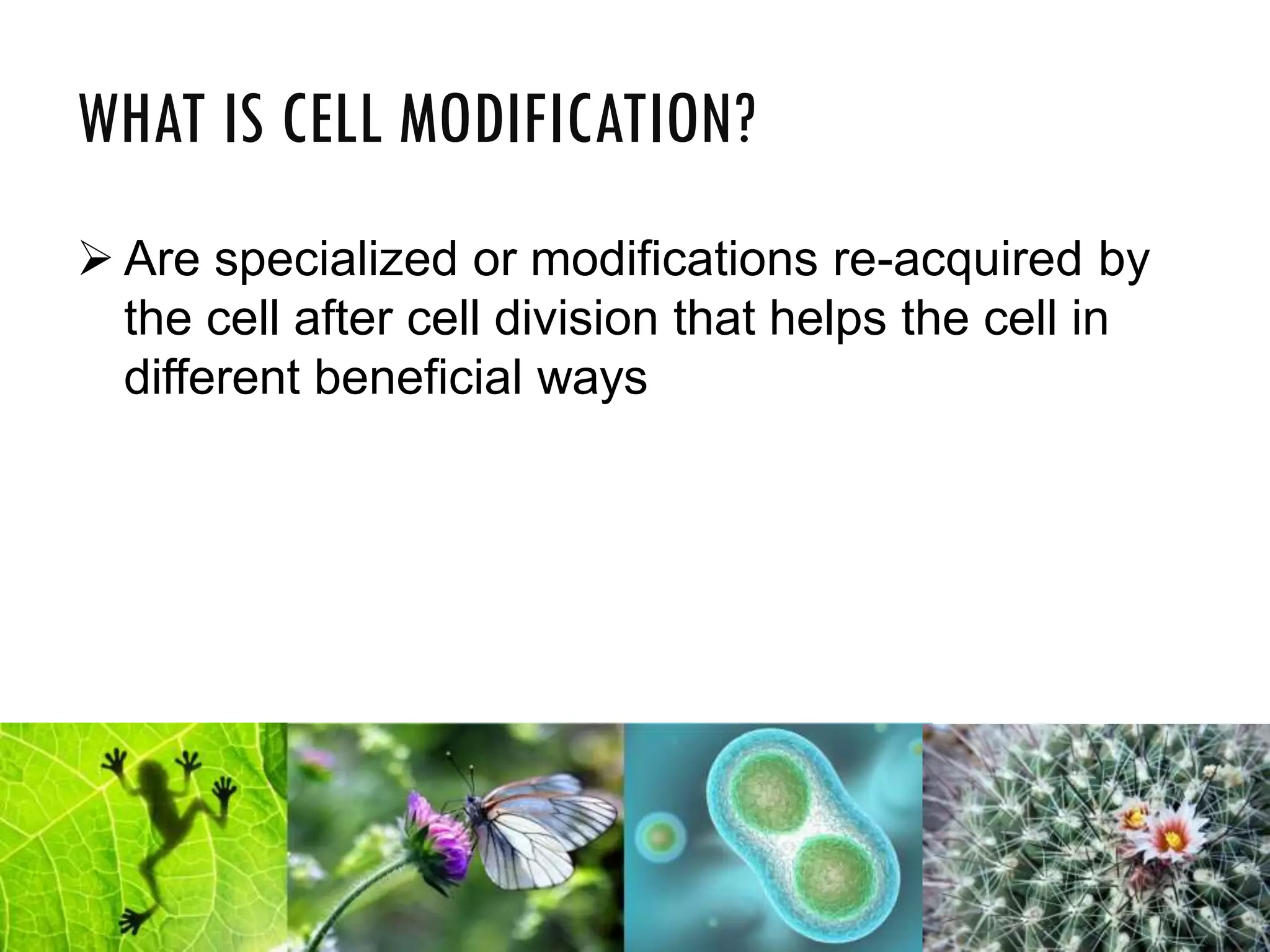 Lesson4 cell modifications | PPTX
