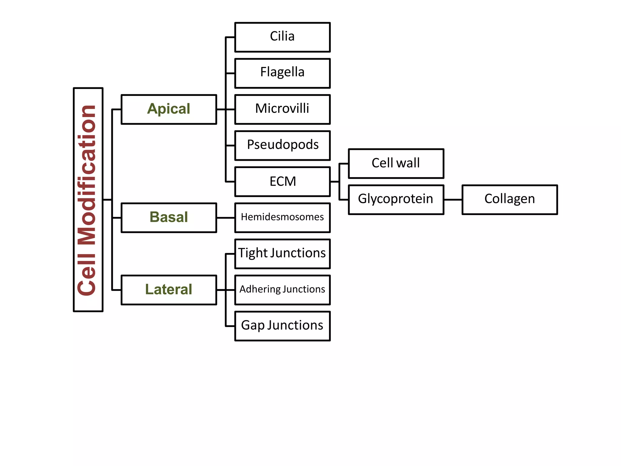 Lesson4 cell modifications | PPTX