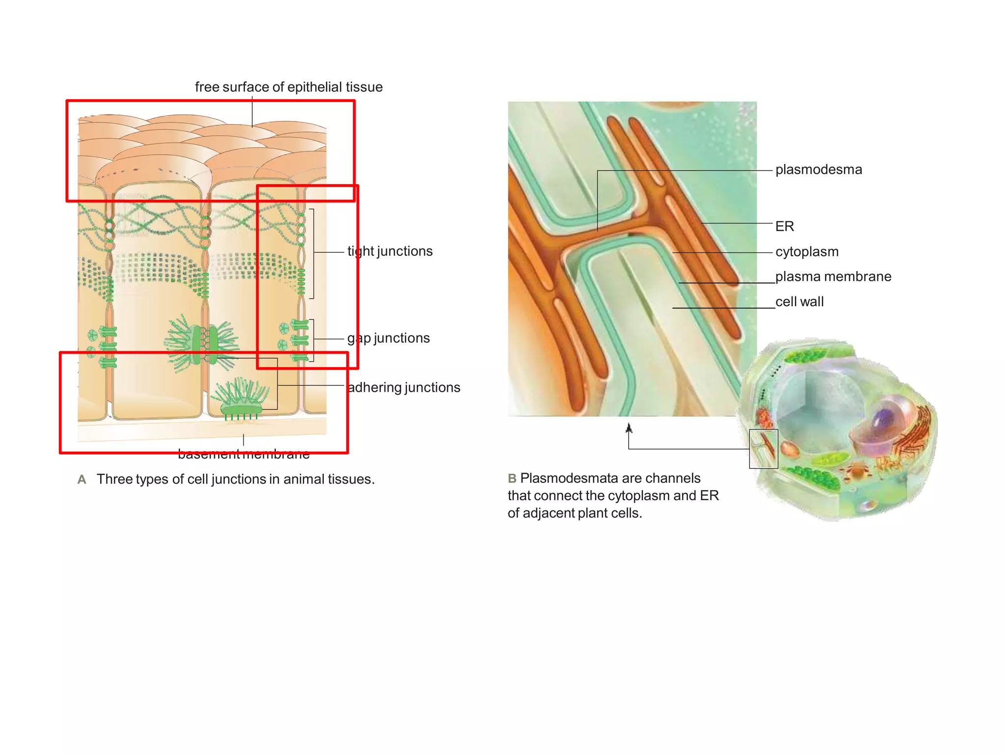 Lesson4 cell modifications | PPTX