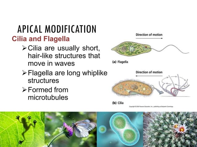 Lesson4 cell modifications | PPTX