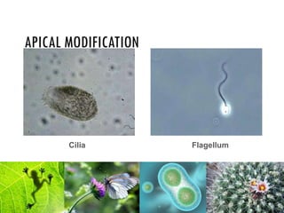 Lesson4 cell modifications | PPTX