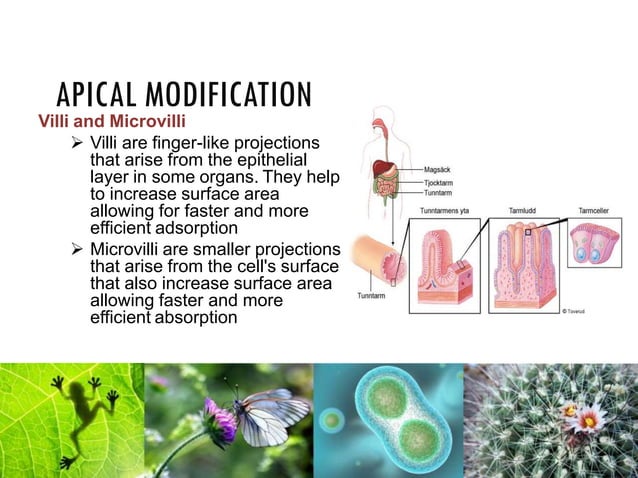 Lesson4 cell modifications | PPTX
