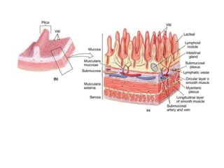 Lesson4 cell modifications | PPTX