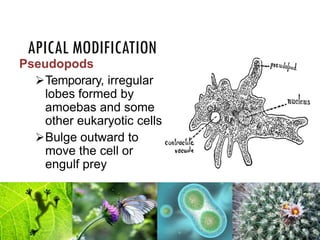 Lesson4 cell modifications | PPTX