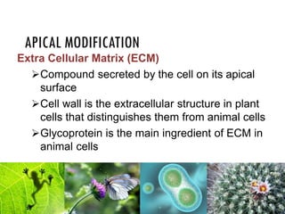 Lesson4 cell modifications | PPTX