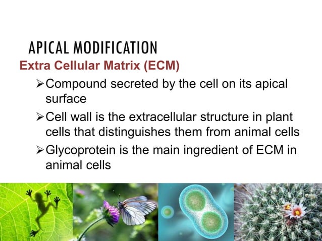 Lesson4 cell modifications | PPTX
