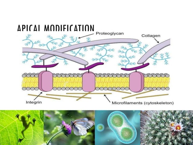 Lesson4 cell modifications | PPTX