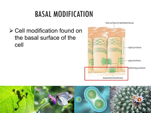 Lesson4 cell modifications | PPTX
