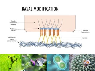 Lesson4 cell modifications | PPTX