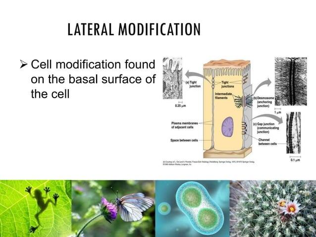 Lesson4 cell modifications | PPTX