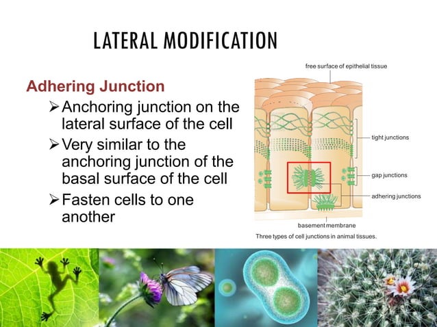 Lesson4 cell modifications | PPTX