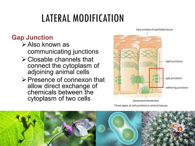 Lesson4 cell modifications | PPTX