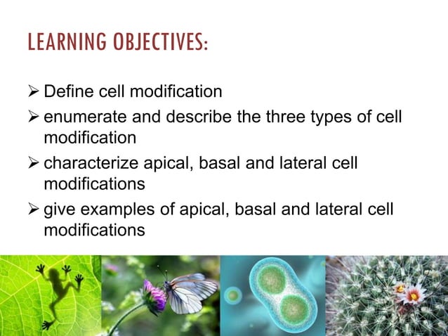 Lesson4 cell modifications | PPTX
