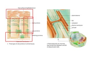 Lesson4 cell modifications | PPTX