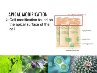 Lesson4 cell modifications | PPTX