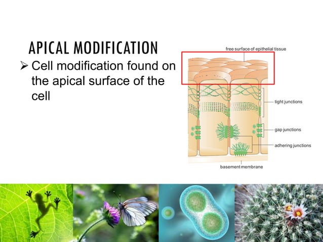 Lesson4 cell modifications | PPTX