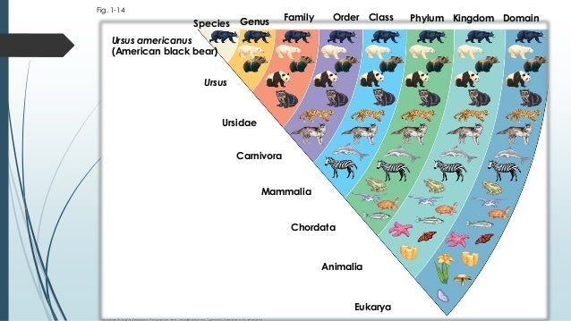 Lesson 4 eukaryotes vs prokaryotes and domains of life
