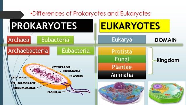 Lesson 4 Eukaryotes Vs Prokaryotes And Domains Of Life