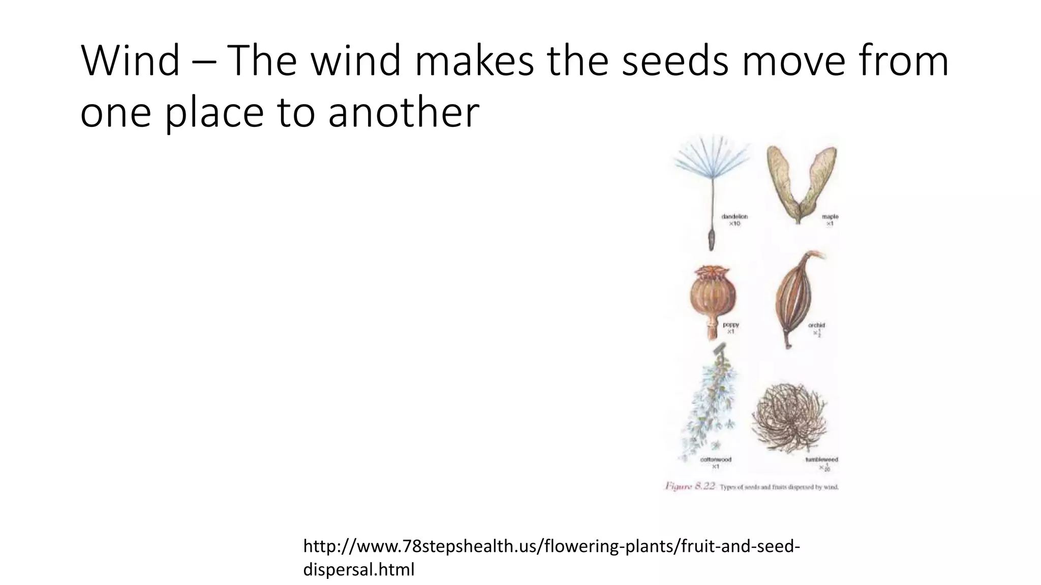 Lesson 4 germination and seed dispersal | PPTX