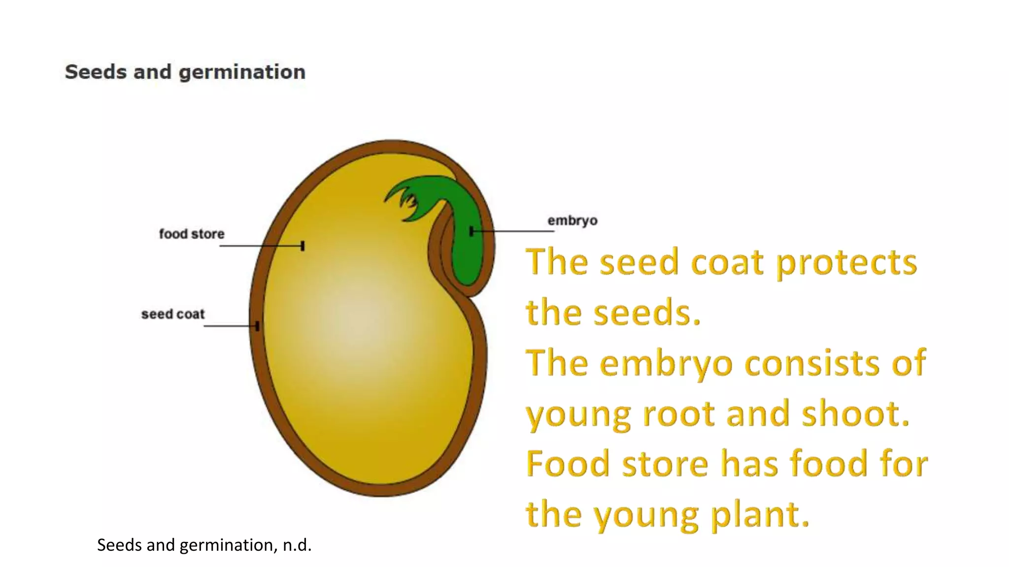 Lesson 4 germination and seed dispersal | PPTX