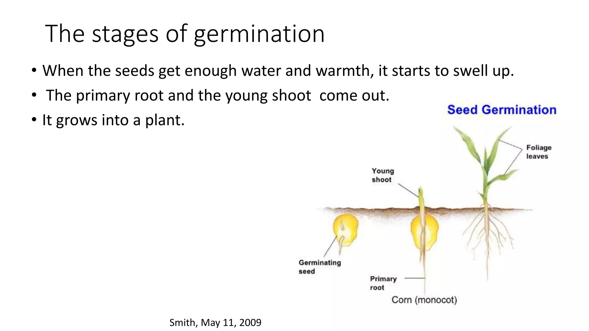 Lesson 4 germination and seed dispersal | PPTX