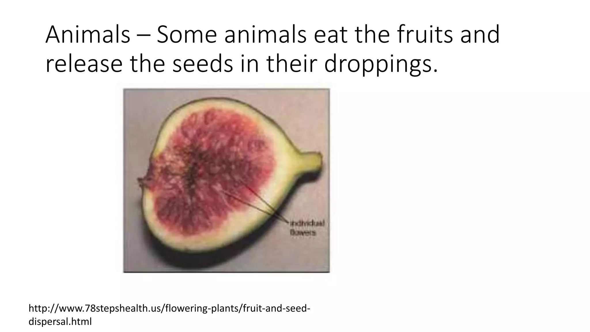 Lesson 4 germination and seed dispersal | PPTX